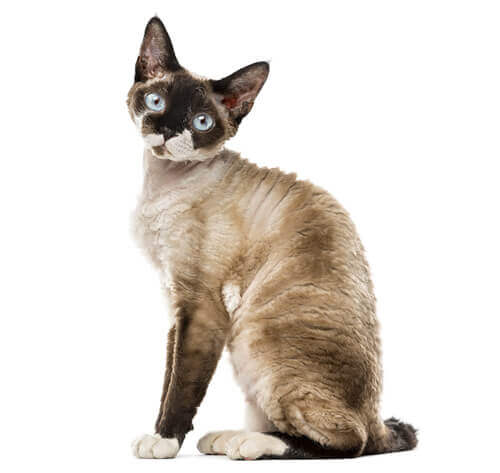 Devon Rex: Steckbrief, Charakter & weitere Tipps | Purina AT